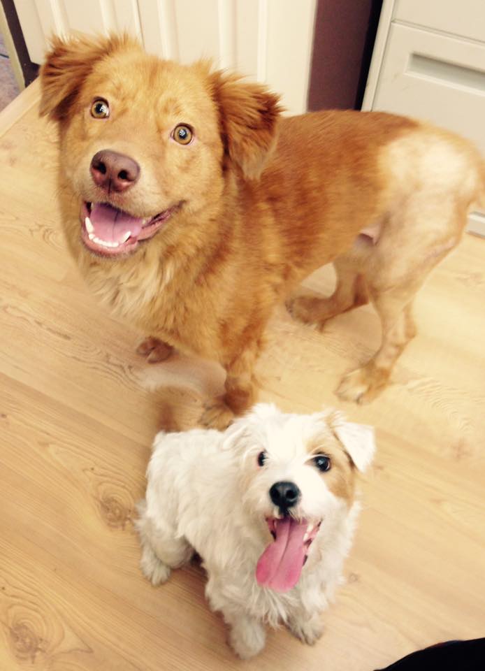 Responsible Pet Parenting The Basics Part I