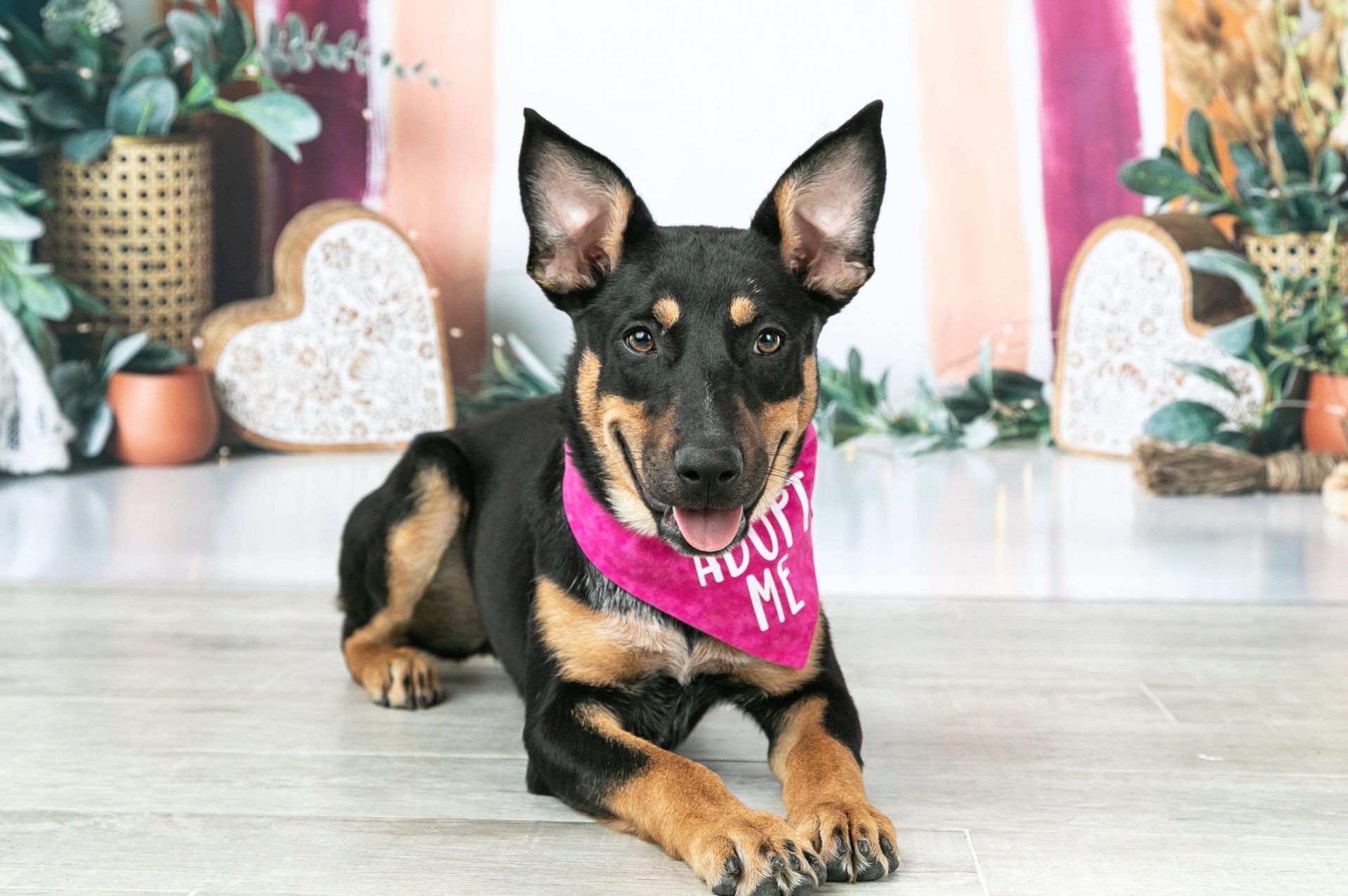 Adopt A Pet Dallas & North Texas | Dallas Pets Alive!