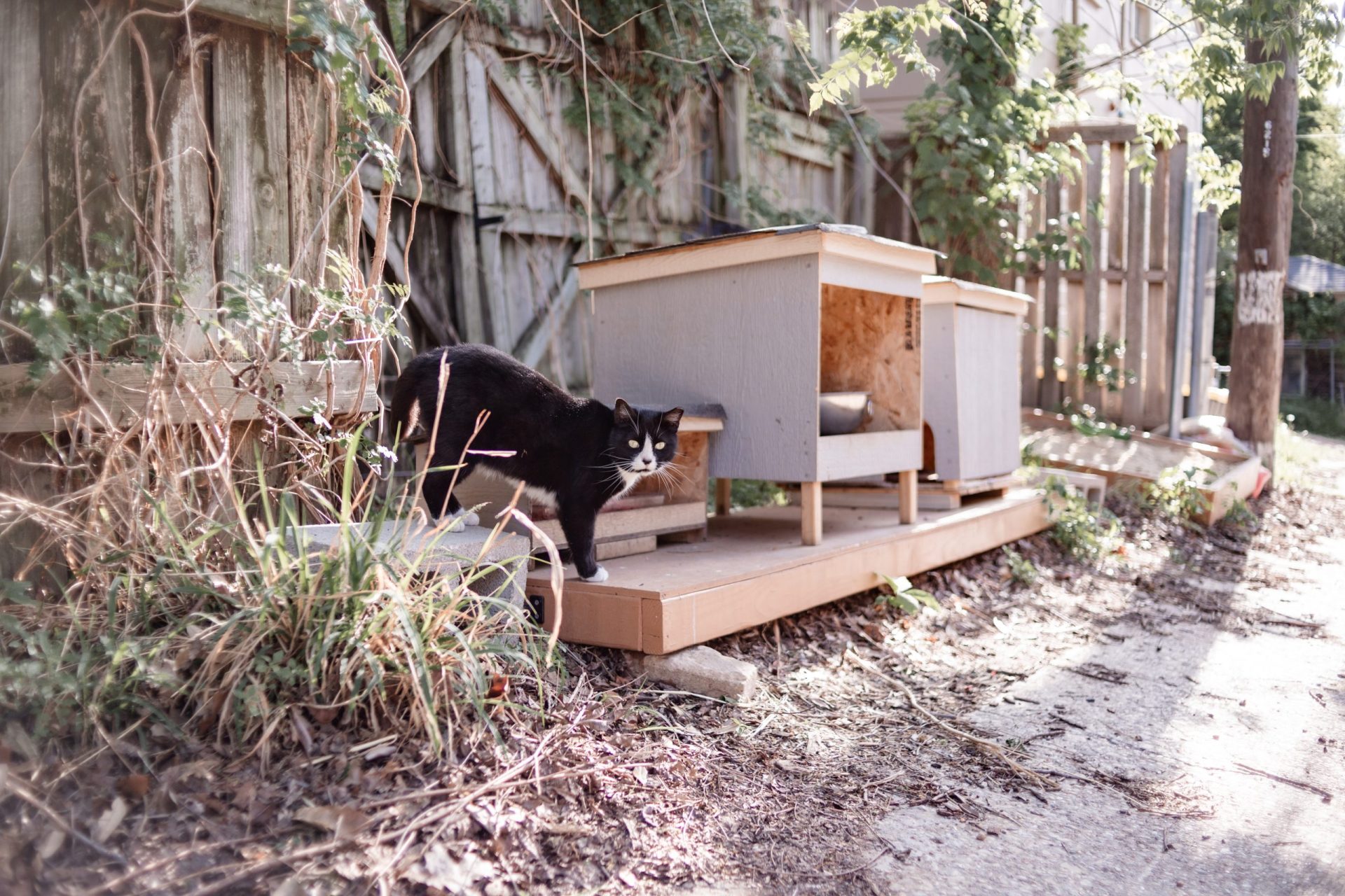 Feral Cats | Dallas Pets Alive!