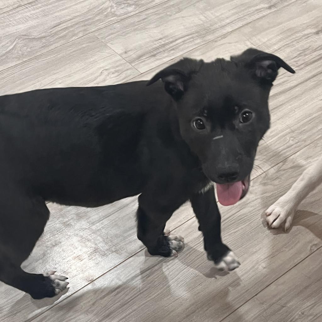 View Adoptable Dogs Dallas, TX | Dallas Pets Alive! | 2023