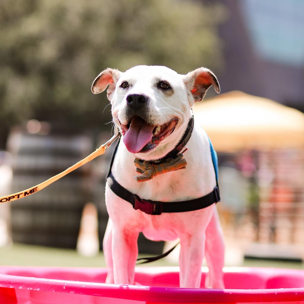 View Adoptable Dogs Dallas, TX | Dallas Pets Alive! | 2023