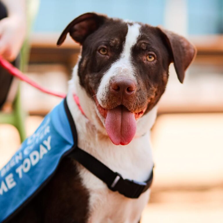 View Adoptable Dogs Dallas, TX | Dallas Pets Alive! | 2023
