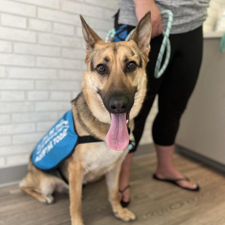 View Adoptable Dogs Dallas, TX | Dallas Pets Alive! | 2023