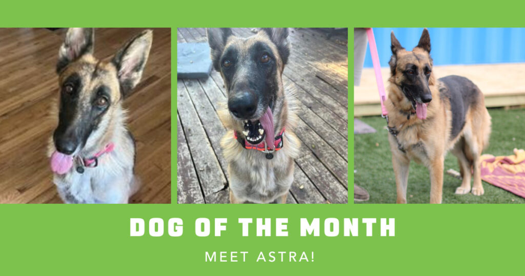 June 2023 Dog Of The Month