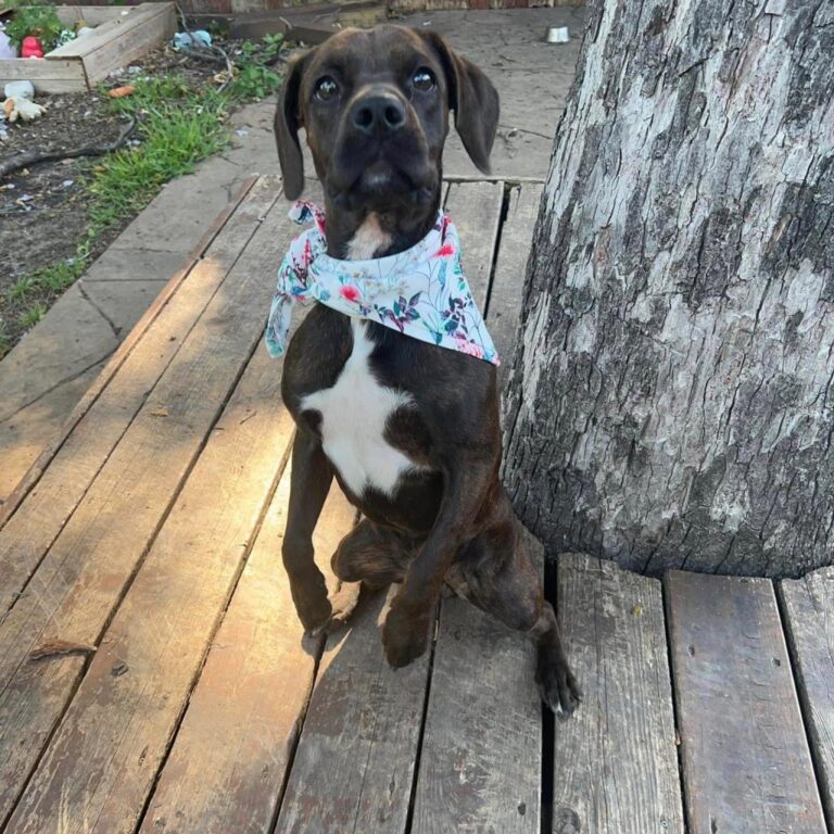 View Adoptable Dogs Dallas, TX | Dallas Pets Alive! | 2023