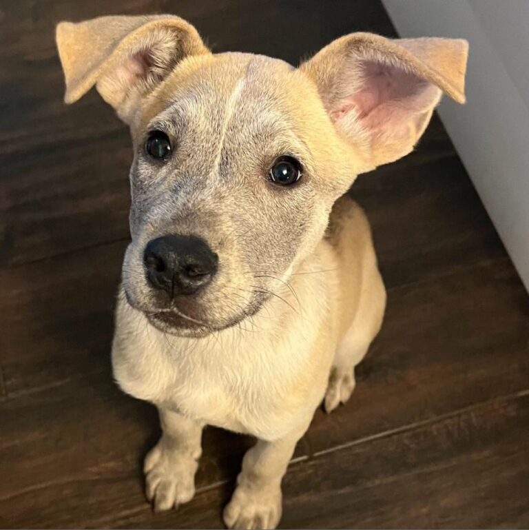 View Adoptable Dogs Dallas, TX | Dallas Pets Alive! | 2023