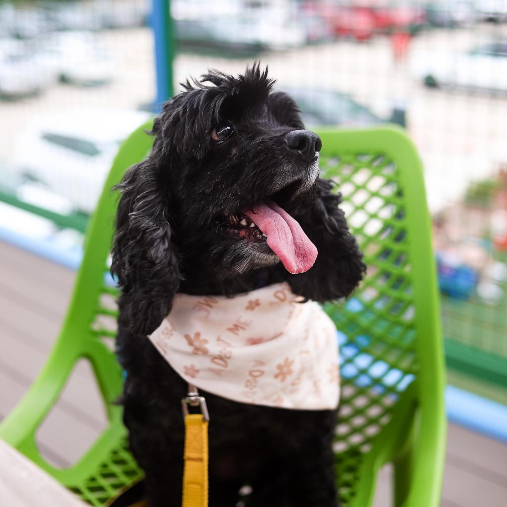 View Adoptable Dogs Dallas, TX | Dallas Pets Alive! | 2023