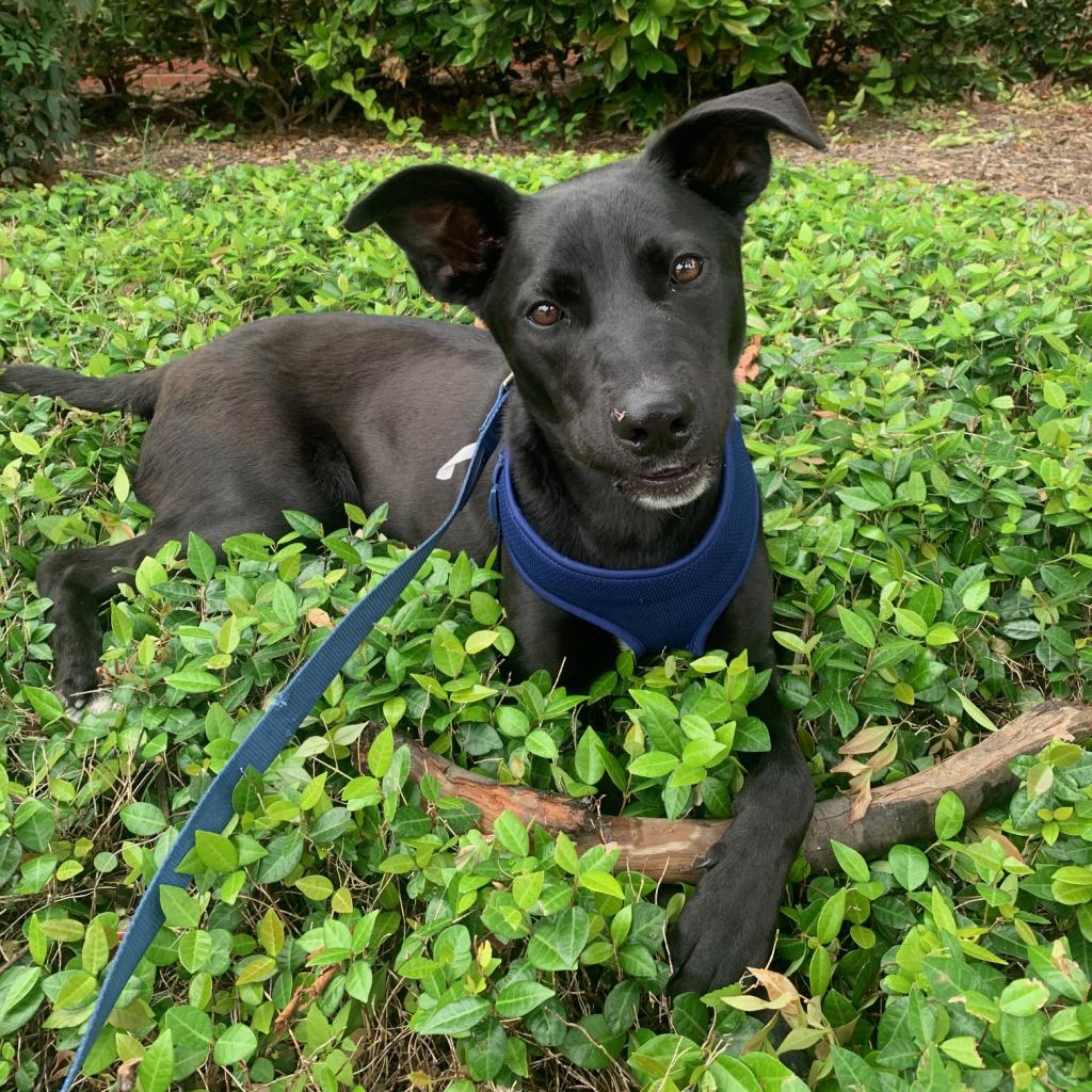 View Adoptable Dogs Dallas, TX | Dallas Pets Alive! | 2023