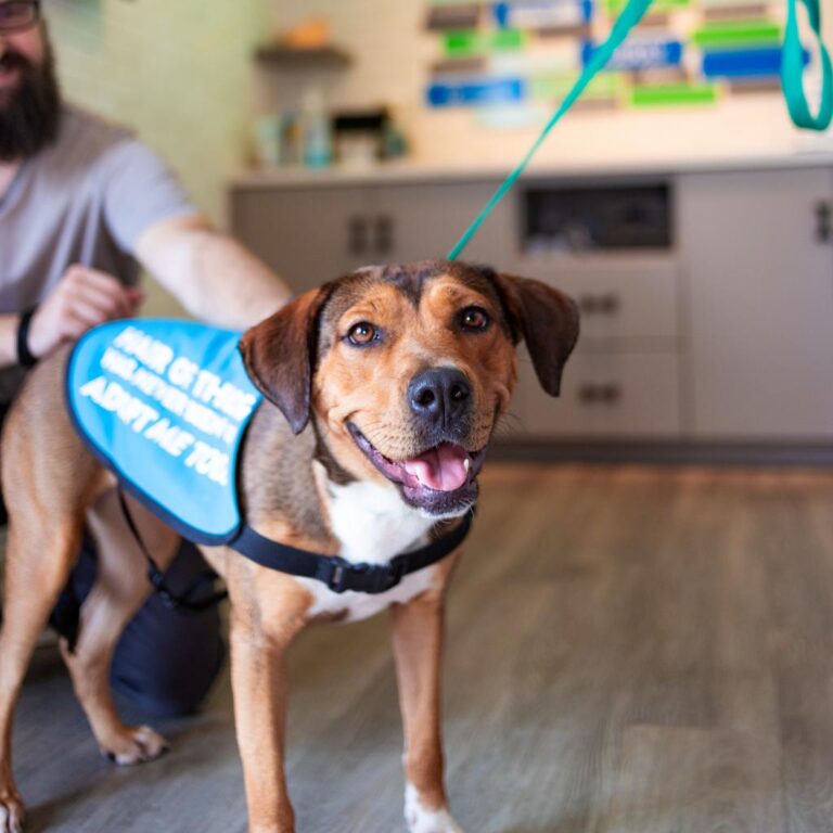 View Adoptable Dogs Dallas, TX | Dallas Pets Alive! | 2023
