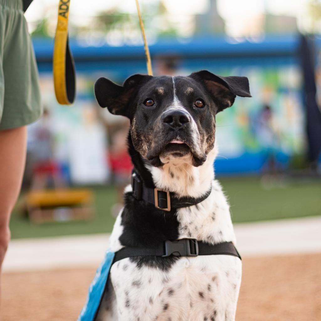 View Adoptable Dogs Dallas, TX | Dallas Pets Alive! | 2023