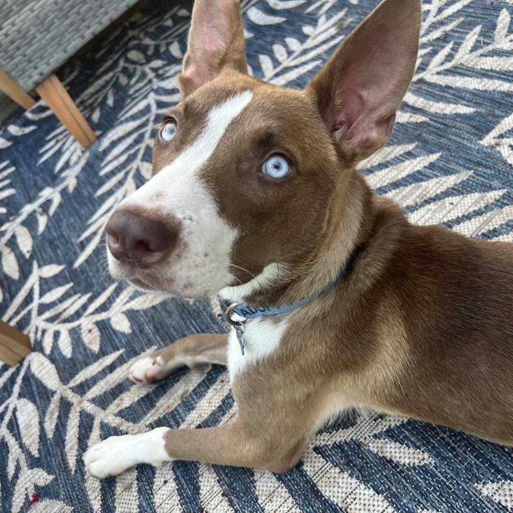 View Adoptable Dogs Dallas, TX | Dallas Pets Alive! | 2023