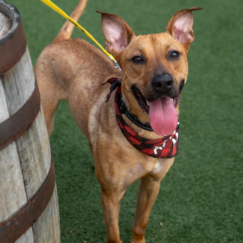 View Adoptable Dogs Dallas, TX | Dallas Pets Alive! | 2023
