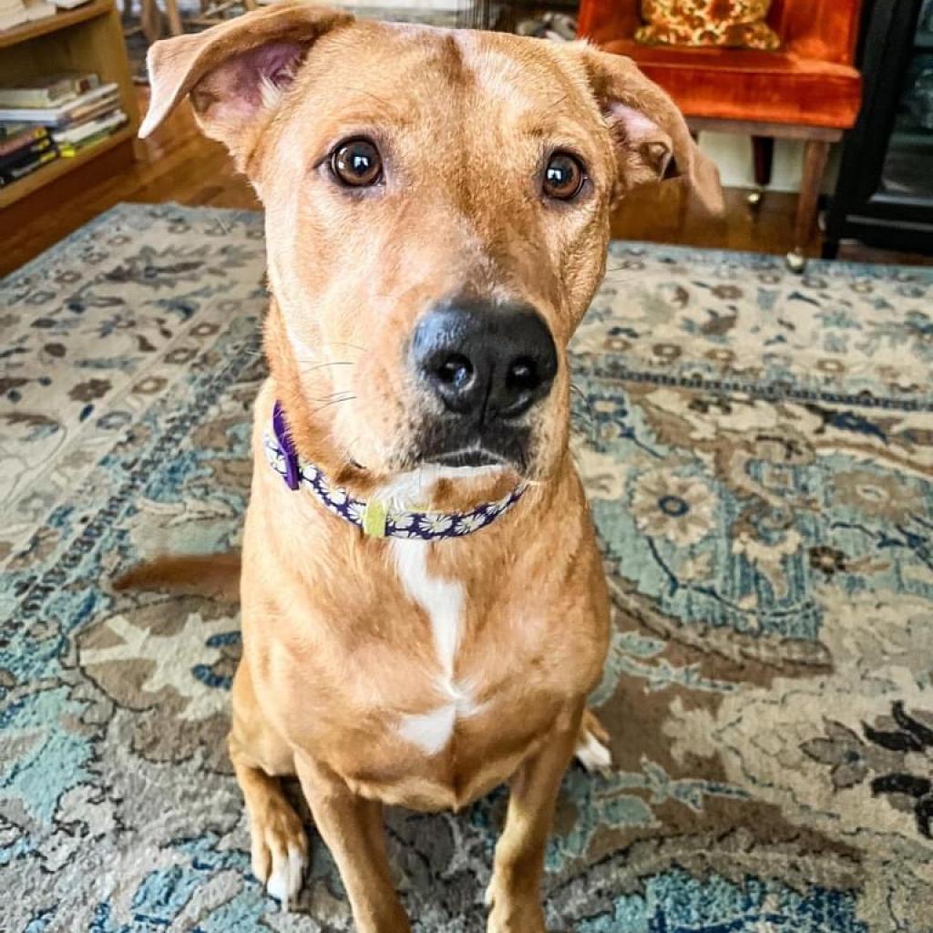 Rory VII | Dallas Pets Alive!