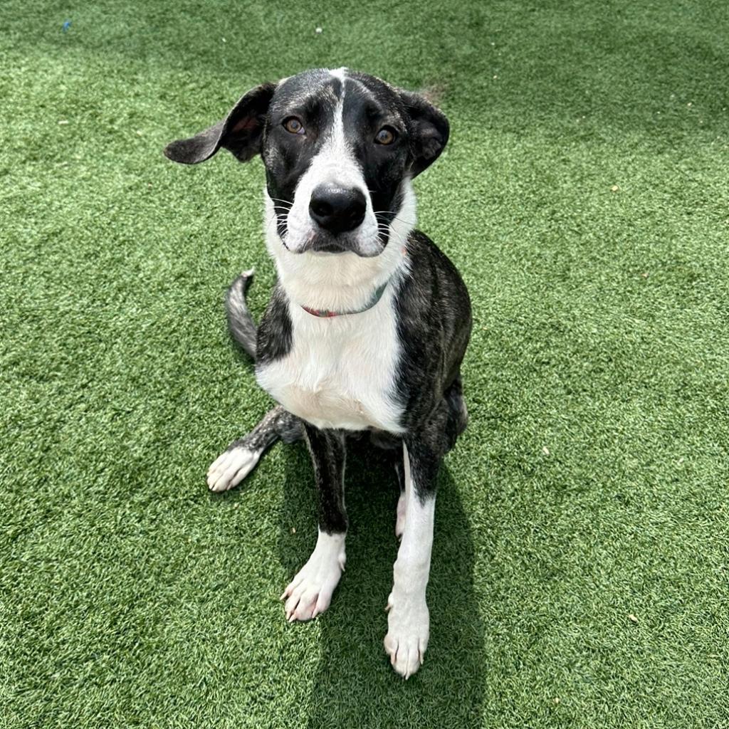 View Adoptable Dogs Dallas, TX | Dallas Pets Alive! | 2023